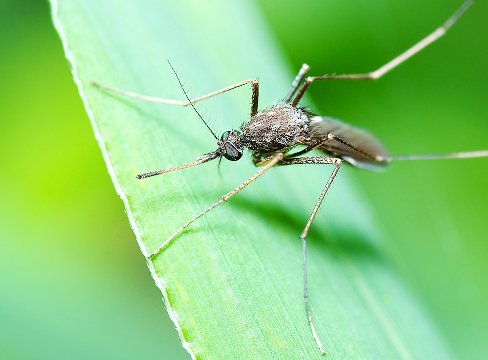 The War On Malaria: Knowing the Enemy | ZYMO RESEARCH